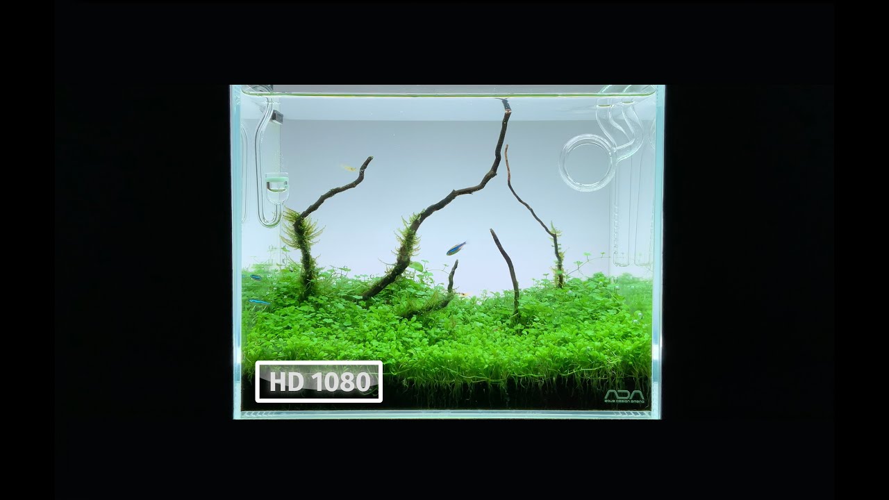 Aquarium 10 hours of relaxing and calming fish tank loop - YouTube