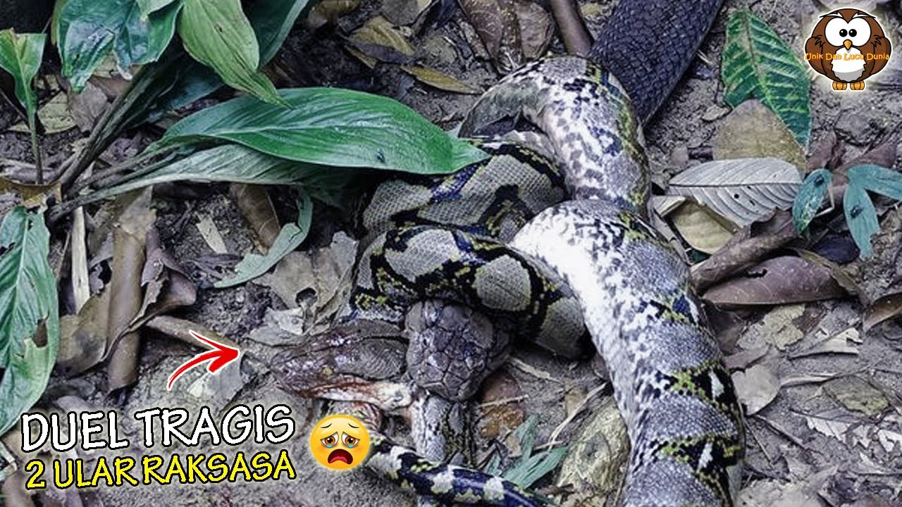 Akhir TR4GIS Pertarungan Sengit Raja Kobra & Ular Piton.! Ternyata Ini ...