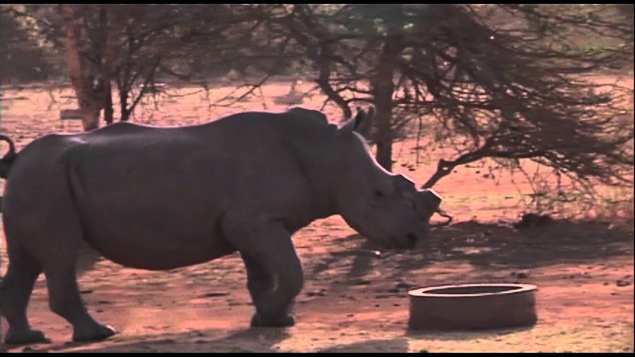 Rhino Horn Poaching Hits New Record In South Africa - YouTube