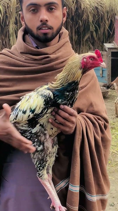 Jawa Aseel Murga#aseel - YouTube