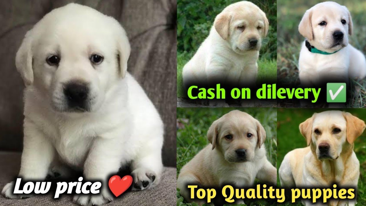 Top Quality Labrador dog puppies available | Black Labrador | White ...
