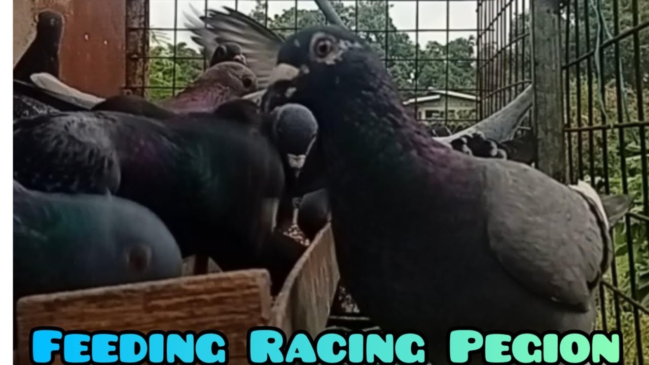 Racing Pegion feeding time #pegion #asmr #birds - YouTube