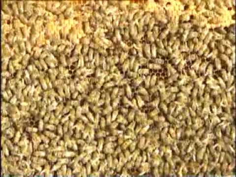 Arıcılık Eğitimleri - Yayçep (Yaygın çiftçi eğitim programı) 8.bölüm