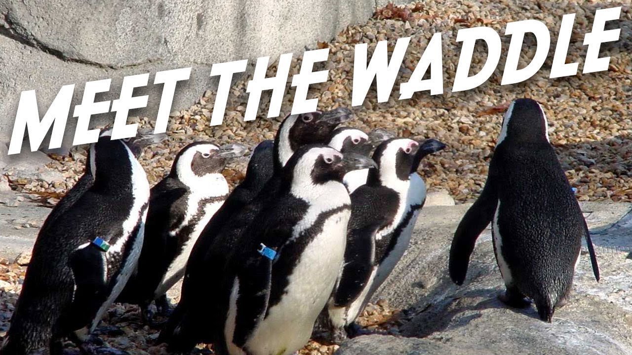 Meet Tulsa Zoo's Penguin Colony on World Penguin Day - YouTube
