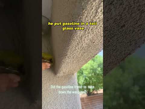 How To Keep Wasps Away From Screenless Windows