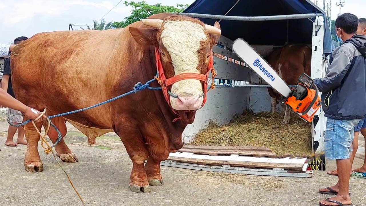 Robots Automating Cows Feeding and Trough Filling | Modern Farm ...