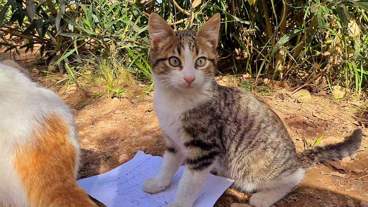 Rescue and Feed: Transforming Lives of Stray Cats 🐾 - YouTube