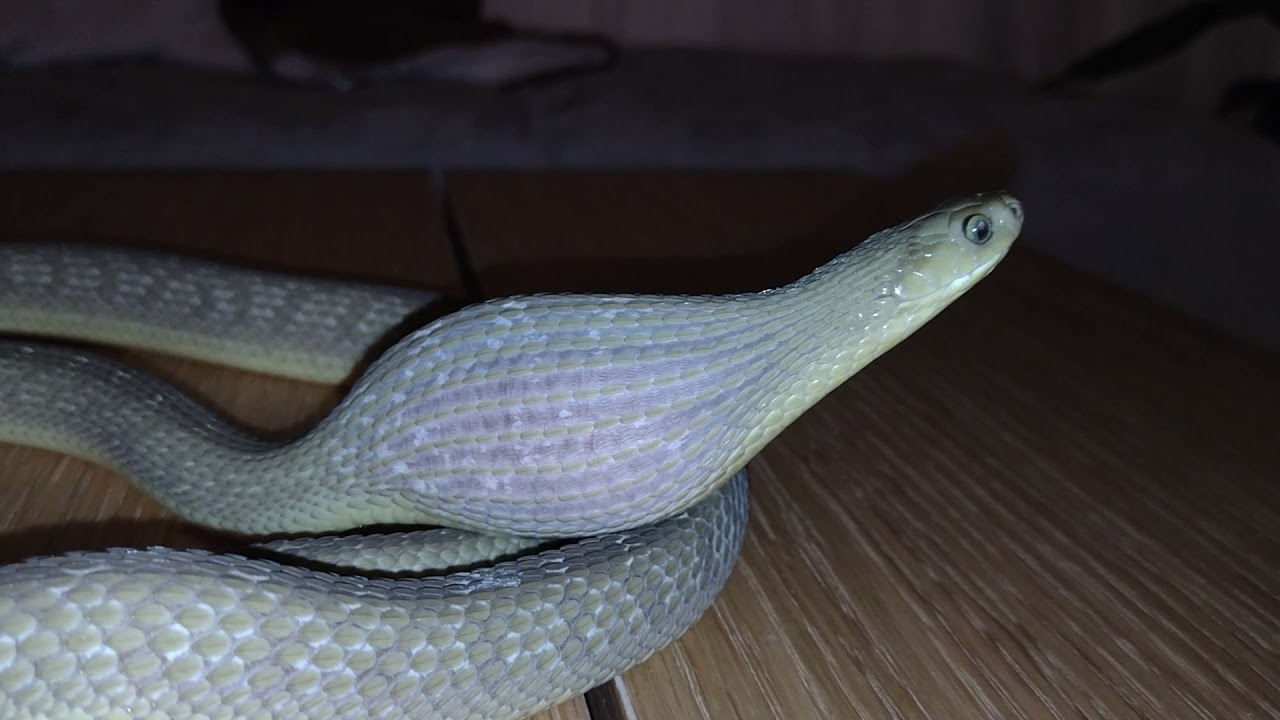 Dasypeltis gansi feeding (full process) - YouTube