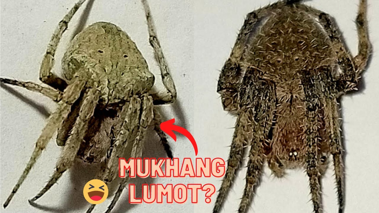 TAGALOGVS TAGALOG? | SPIDER FIGHT - YouTube