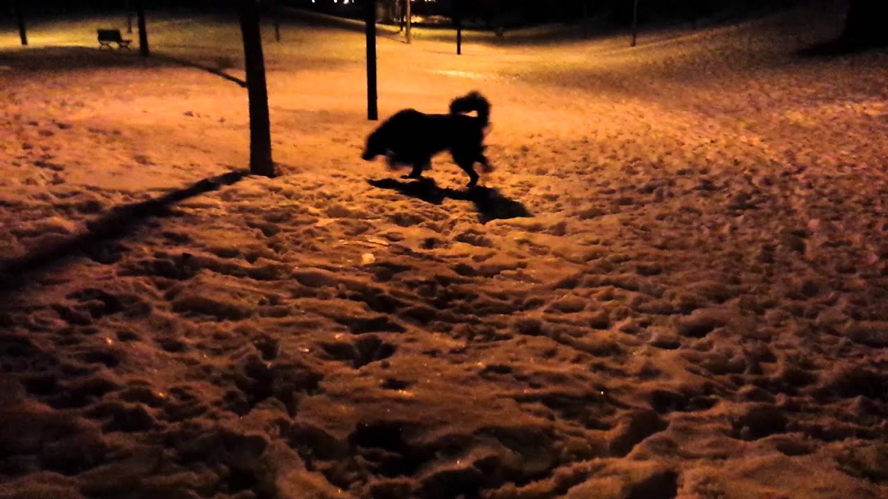 I got scared of a dog running at me while filming - YouTube