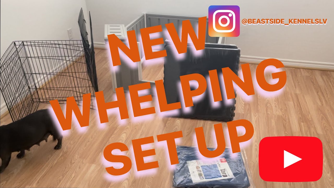 Getting whelping area set up for puppies due in 10 days! - YouTube