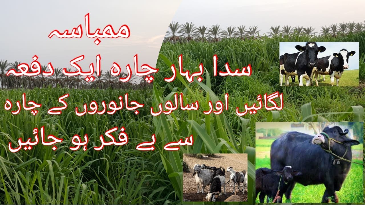 Super Mombasa sada bahar fodder.سپر ممباسہ سدا بہار چارہ ایک بار لگائیں ...