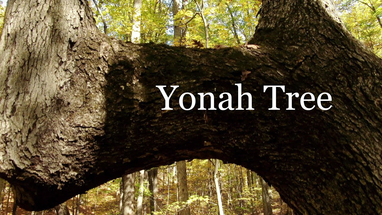 Yonah Tree - mystical beauty - possible Indian Trail Marker Tree found ...