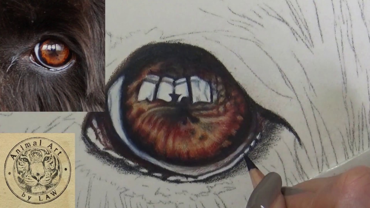 How to Draw a Dog Eye in Colour Pencil - Timelapse - YouTube