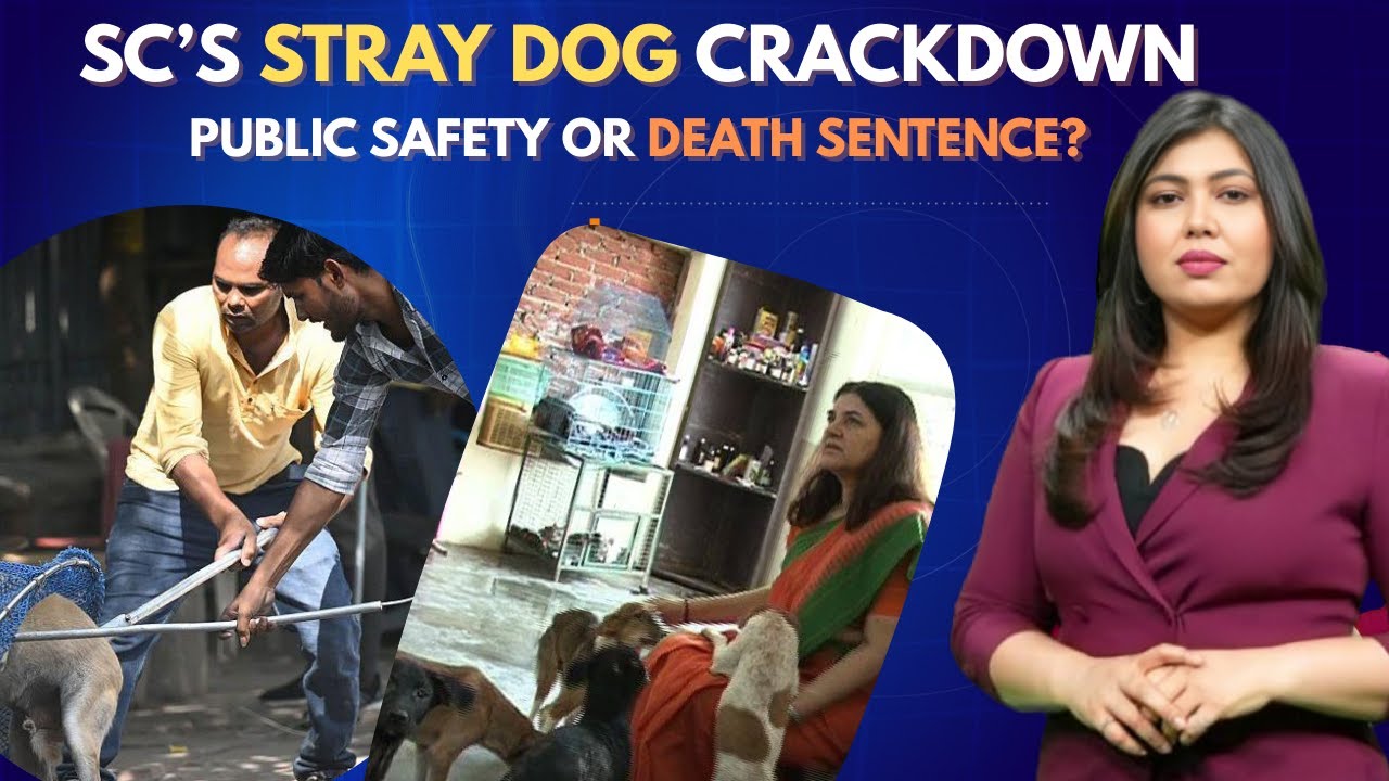 SC’s Stray Dog Crackdown: Public Safety or Death Sentence? | Delhi-NCR ...