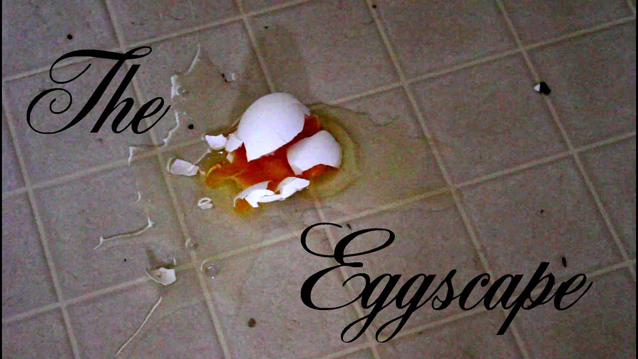 The Eggscape - YouTube