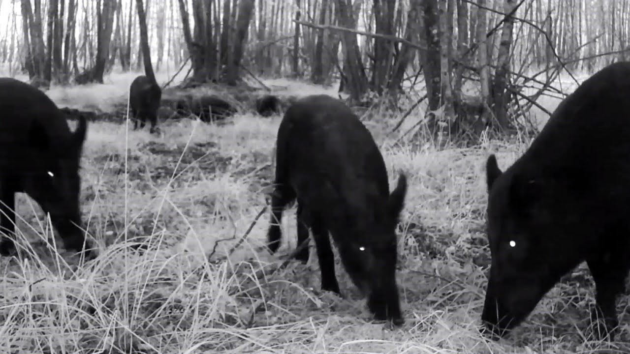 Animals in summer. Moose, wild boars, deer, bison, fallow deer - YouTube