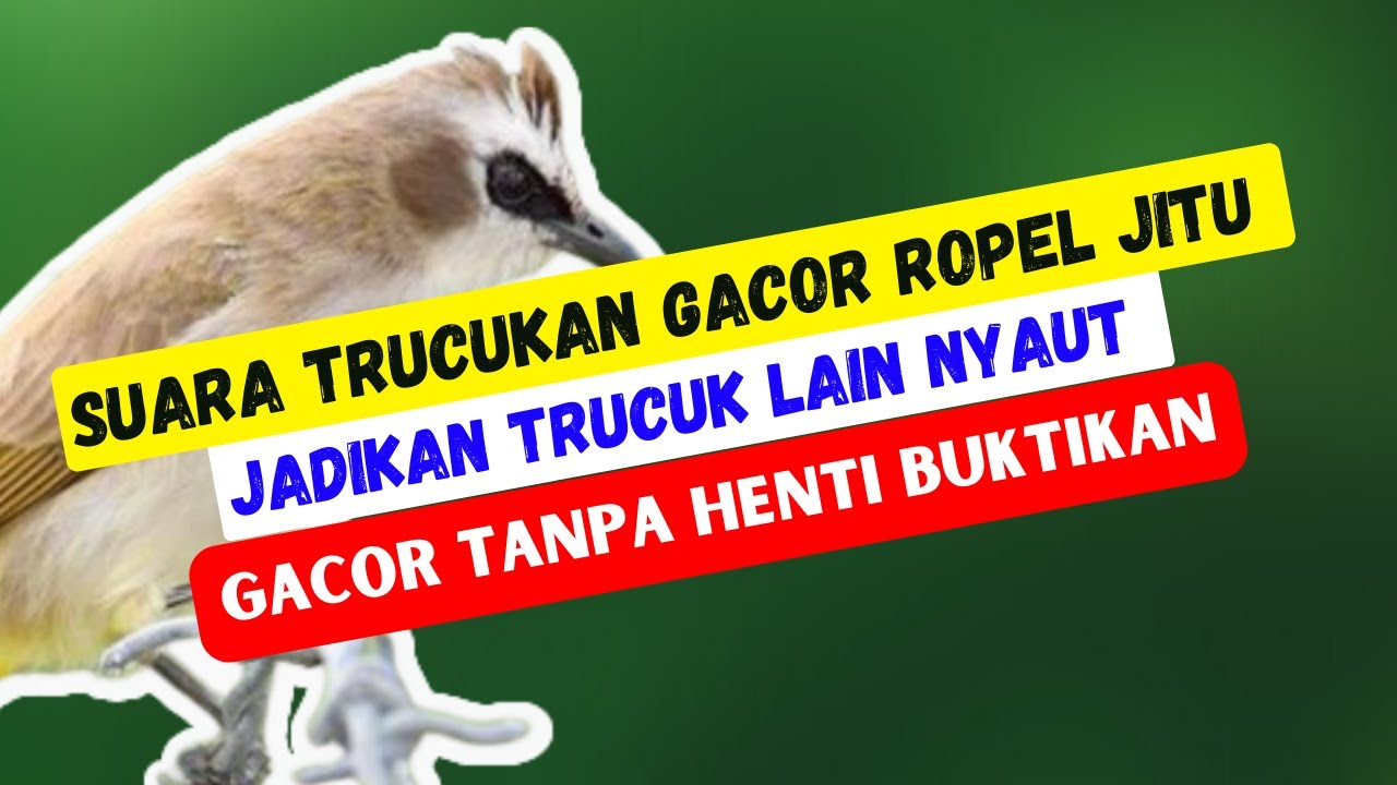 Suara TRUCUKAN GACOR Nguplik GARUDA ROPEL Paling Jitu Jadikan TRUCUKAN ...