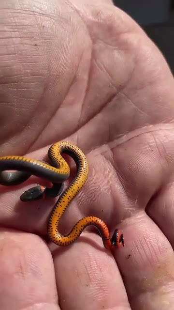 The smallest snake in the world - YouTube
