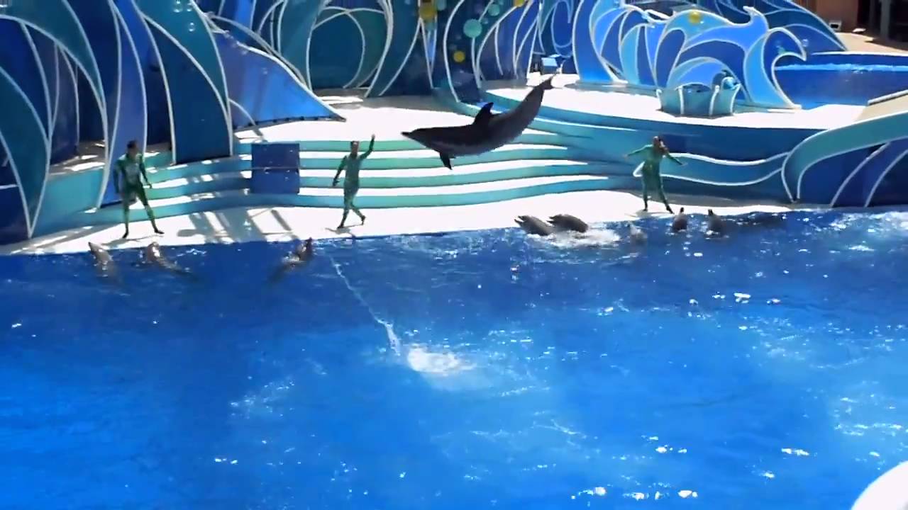 Seaworld San Diego Blue Horizons Show Finale - YouTube