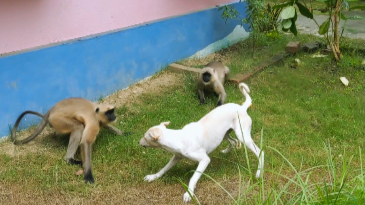 Dog and monkey friendship.monkey dog.What dog is called a monkey dog ...