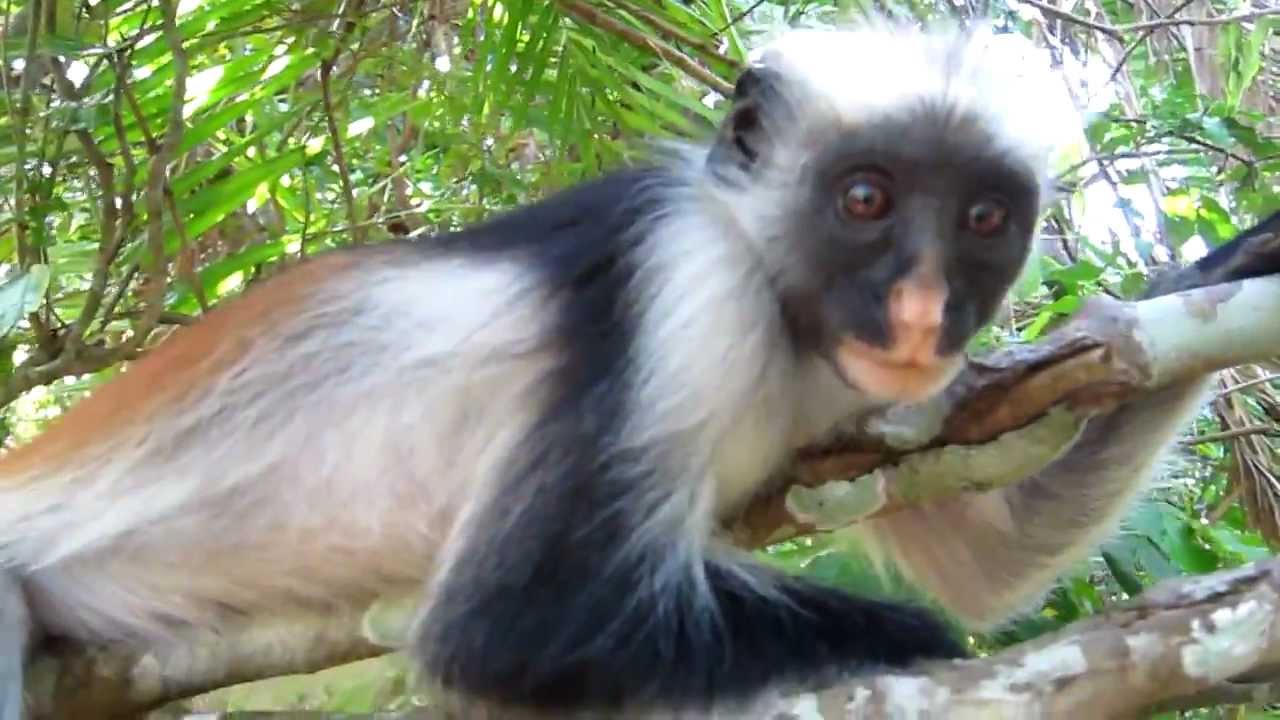 Zanzibar red colobus monkeys - YouTube