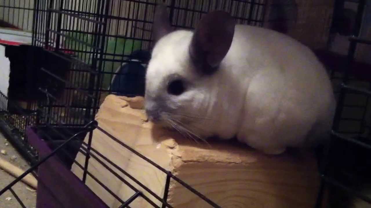 Chinchillas and Hamster at Play - YouTube