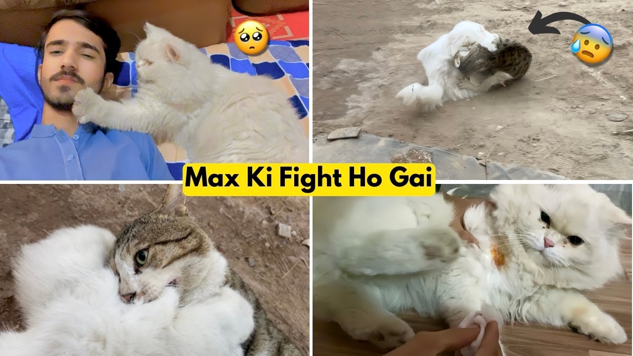 Street Cat & Max Ki Fight Ho Gai 😓| Street Cat Attack & bite on Max 😭 ...