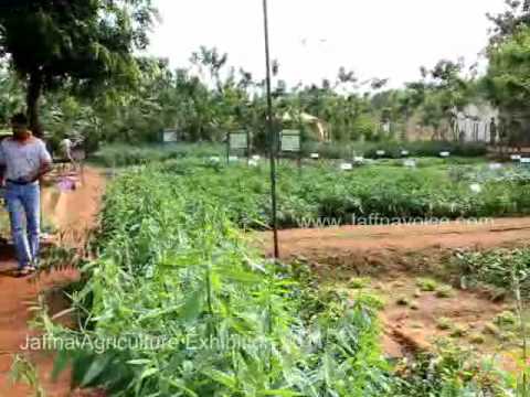 Jaffna Agriculture exhibition 2011 Part -1 - YouTube
