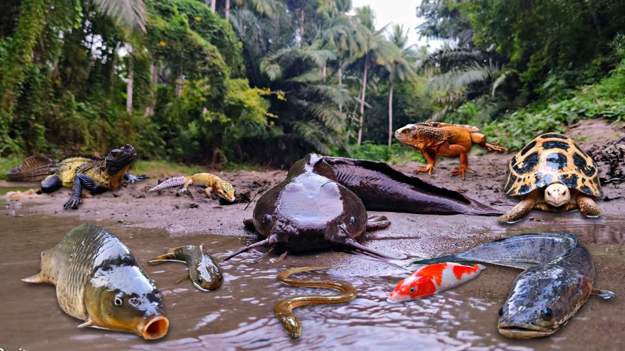 Finding Nests of Snakehead Fish in Rivers, Catfish, Goldfish, Eels ...