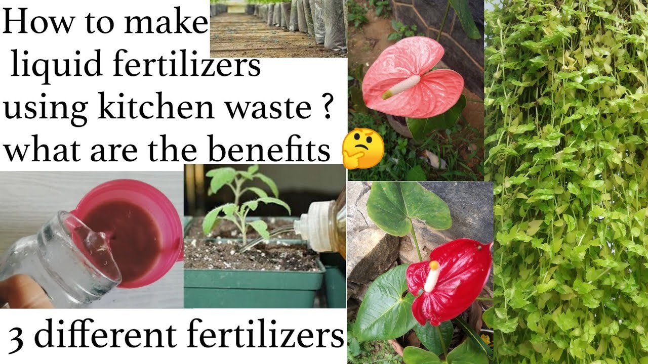 How to make liquid fertilizer using kitchen waste // what are the ...