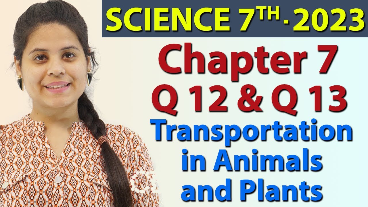 Q 12 Q 13 Chapter 11 Transportation In Animals And Plants q-12-q-13-chapter-11-transportation-in-animals-and-plants