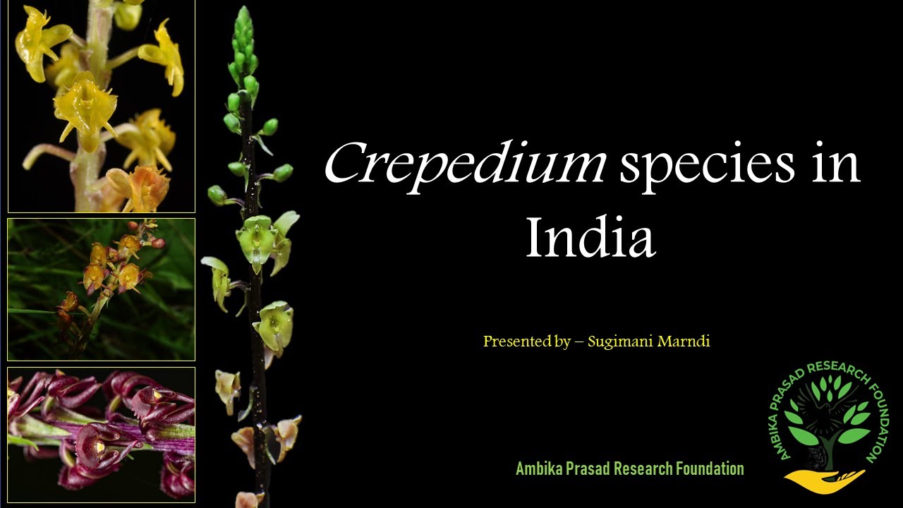 Crepidium species in India - YouTube