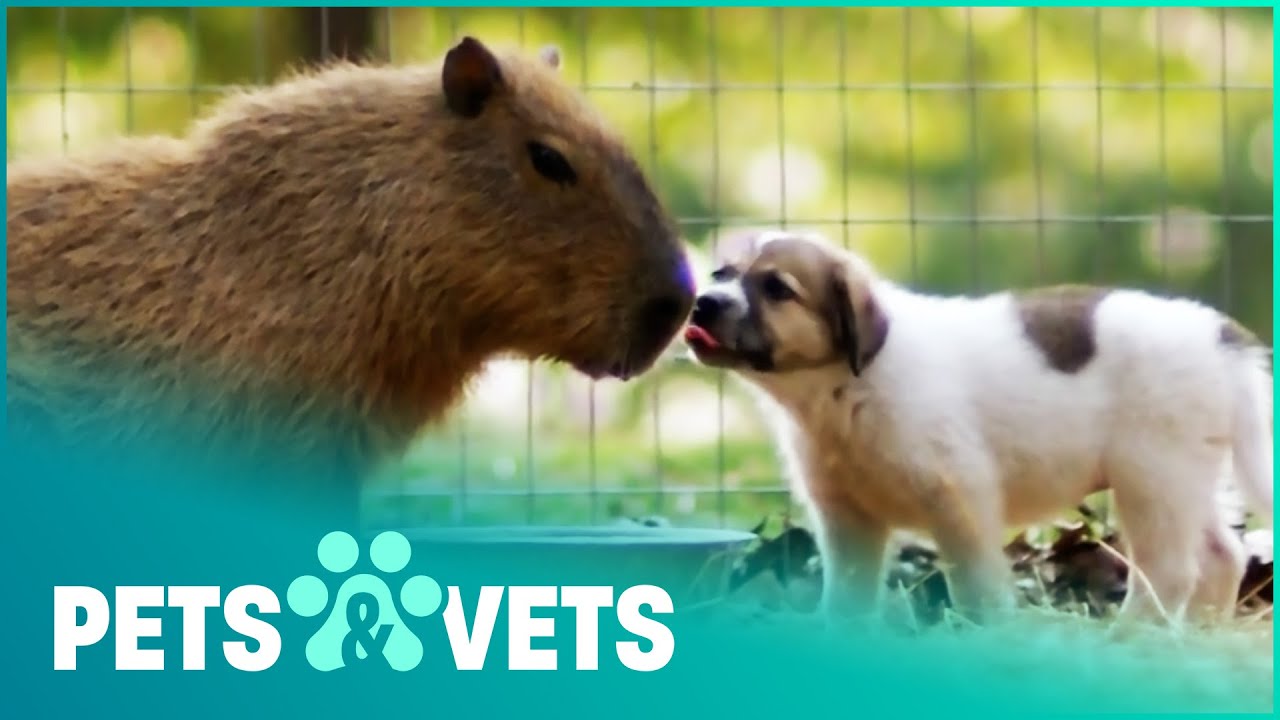 Puppies Fall In Love With A Capybara | Animal Odd Couples | Pets & Vets ...