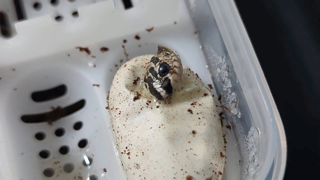 Hognose Snake Breeding: Witness the First Clutch of 2023 Hatching - YouTube