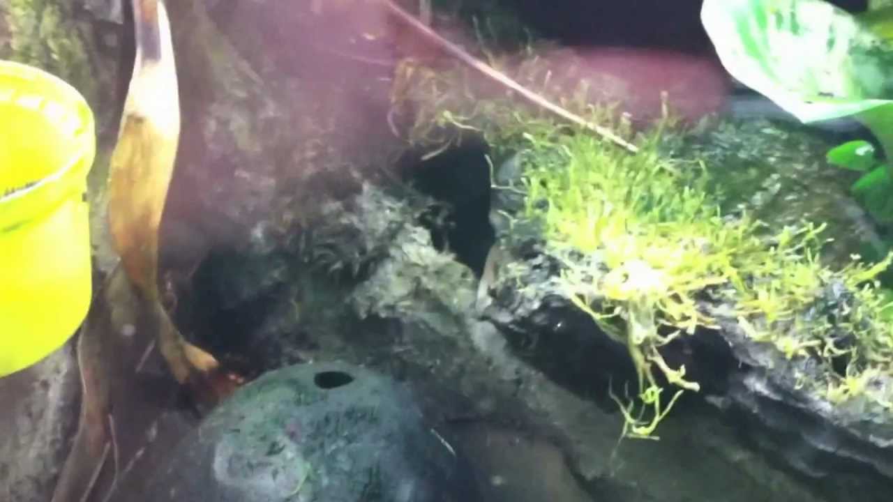 Frog Room Tour 6-31-12 - YouTube