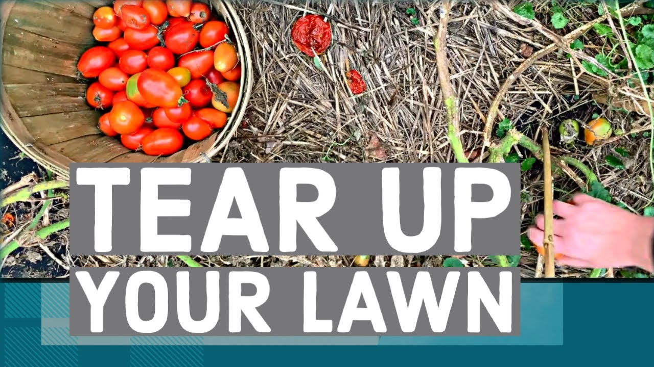 Tear Up Your Lawn and Grow Organic Food in Your Yard - Every day No Dig ...