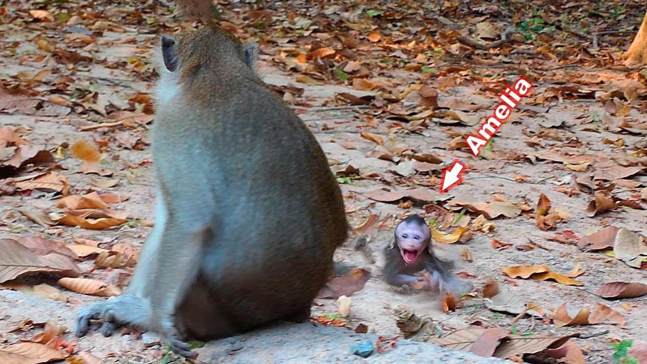 Adorable baby Amelia is heartbroken while not knowing why - YouTube