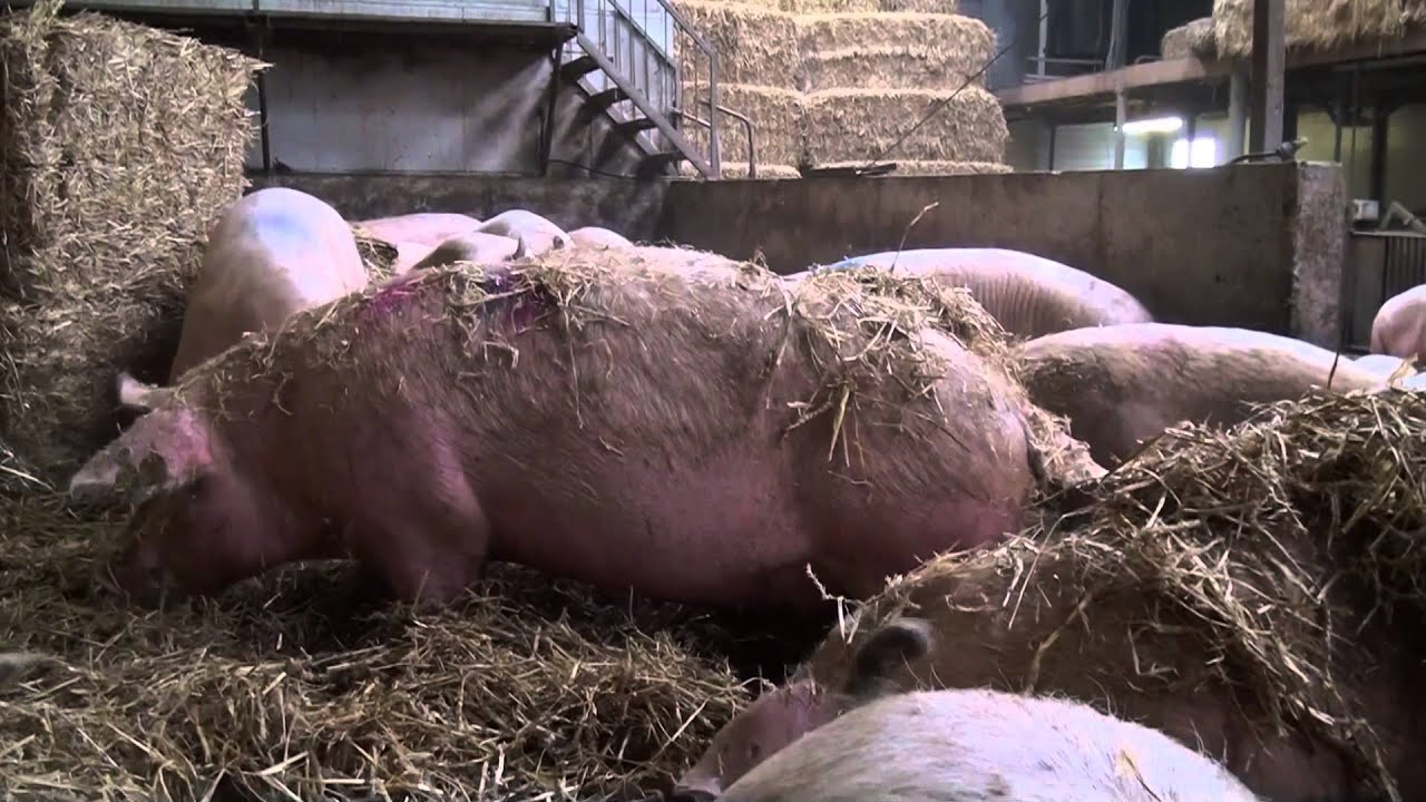Het Beemsterlant's varken. - YouTube