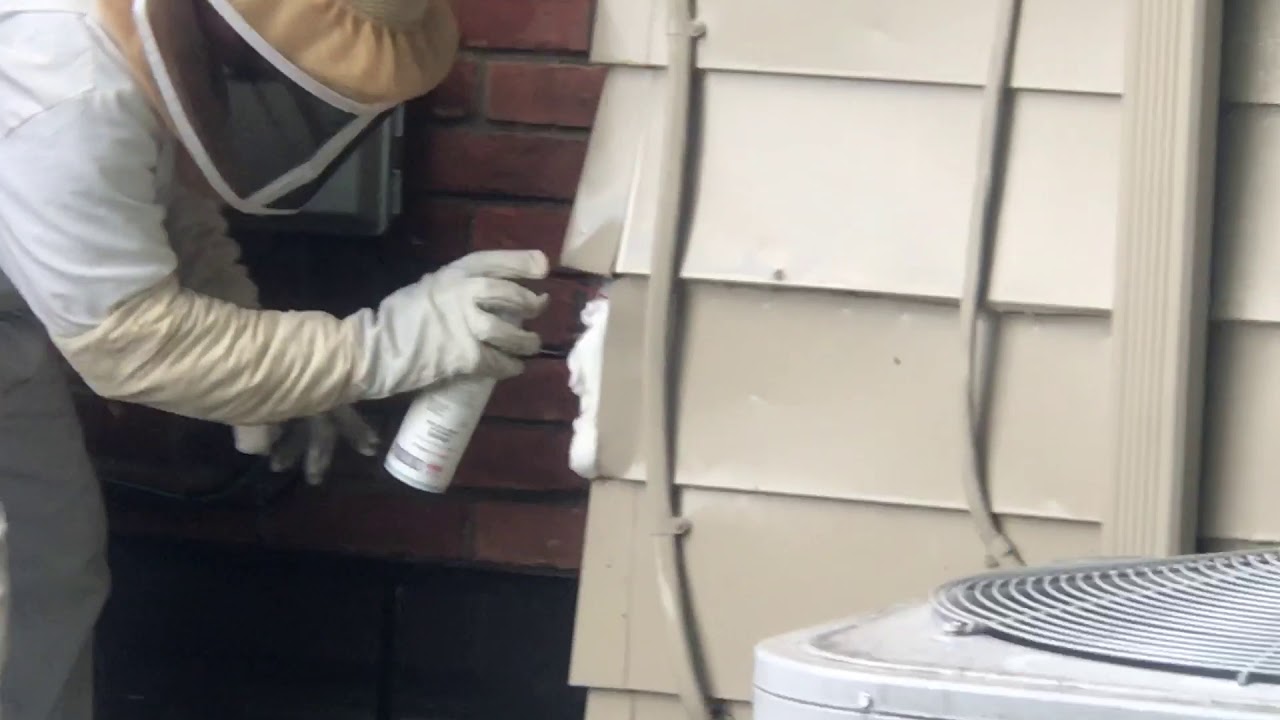 Yellow Jacket removal - YouTube