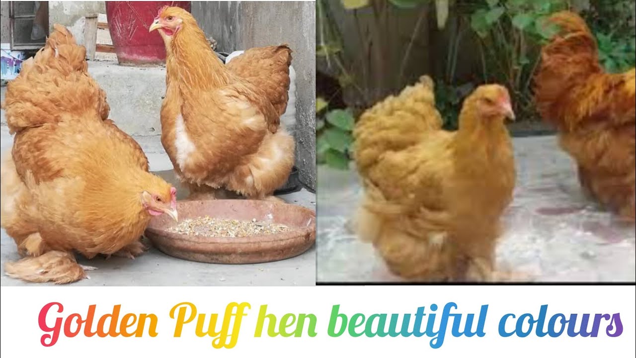 #golden Puff hen #beautiful colours #white colour #black colour #golden ...