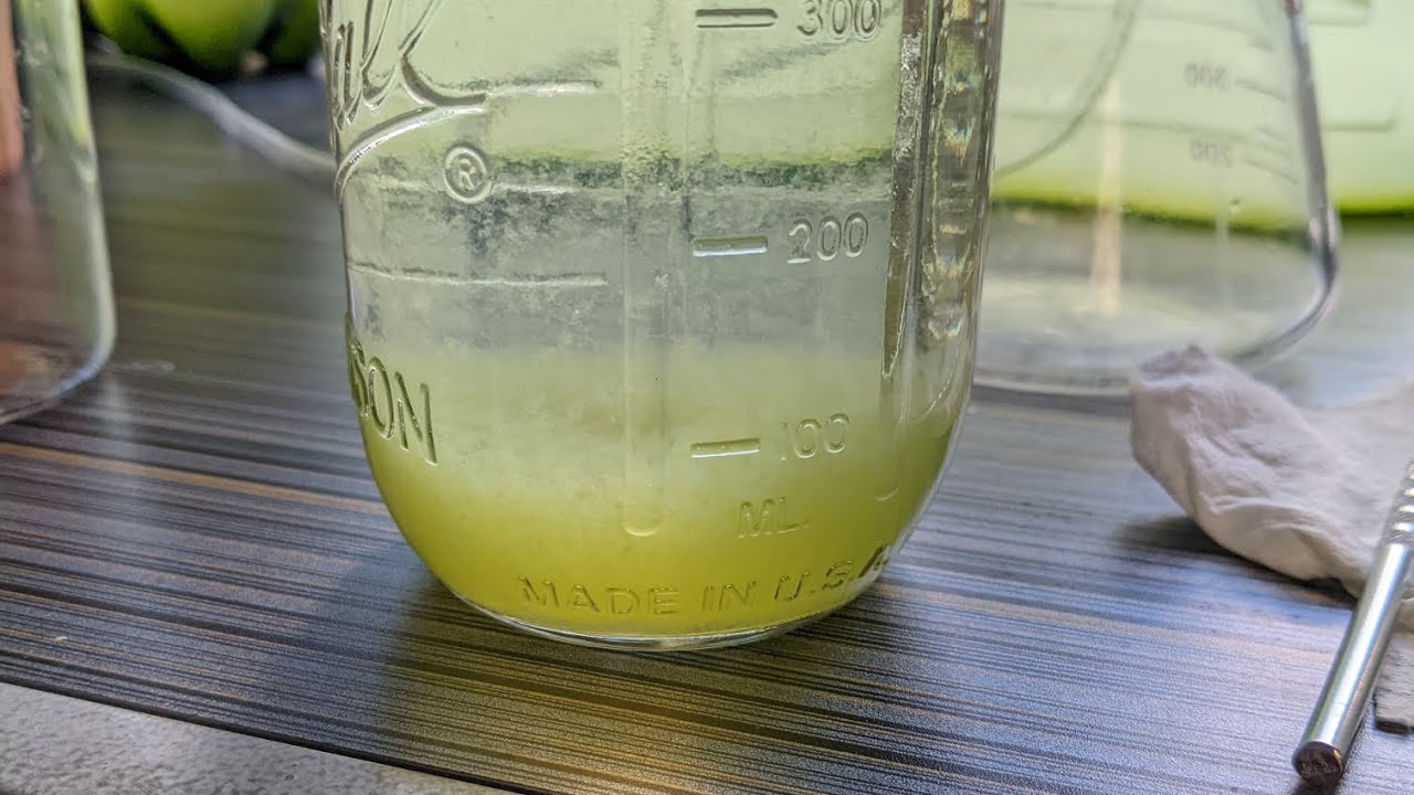 Algae Flocculation with Chitosan - YouTube