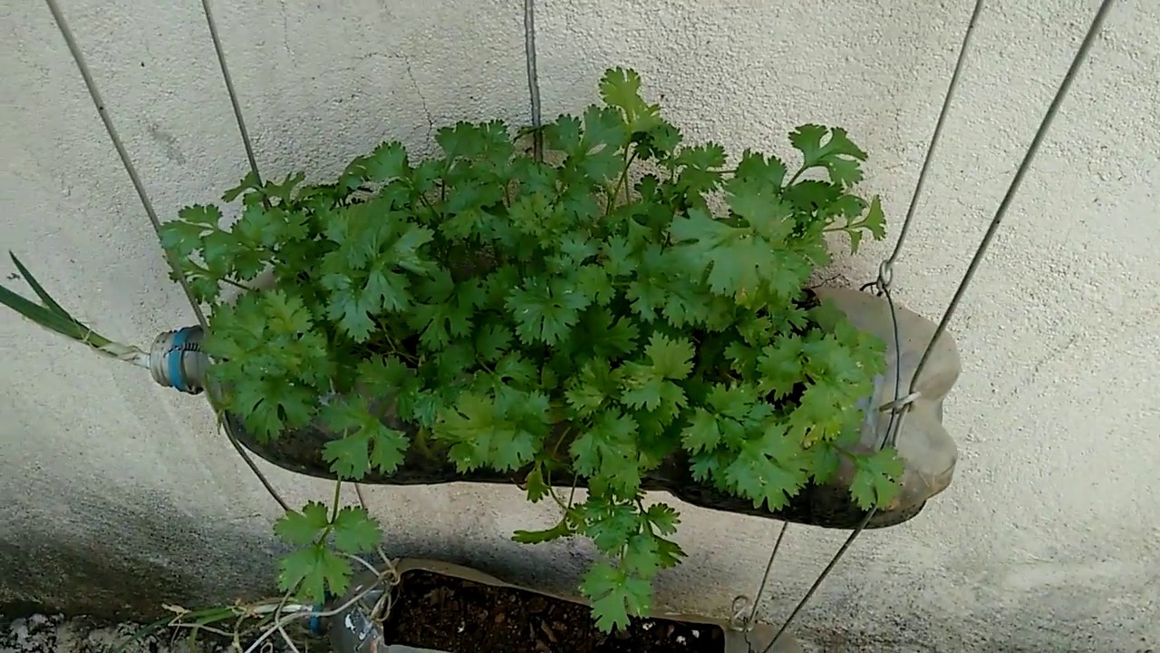 Cultivar coentro em garrafas PET - Vantagens e Benefícios - YouTube