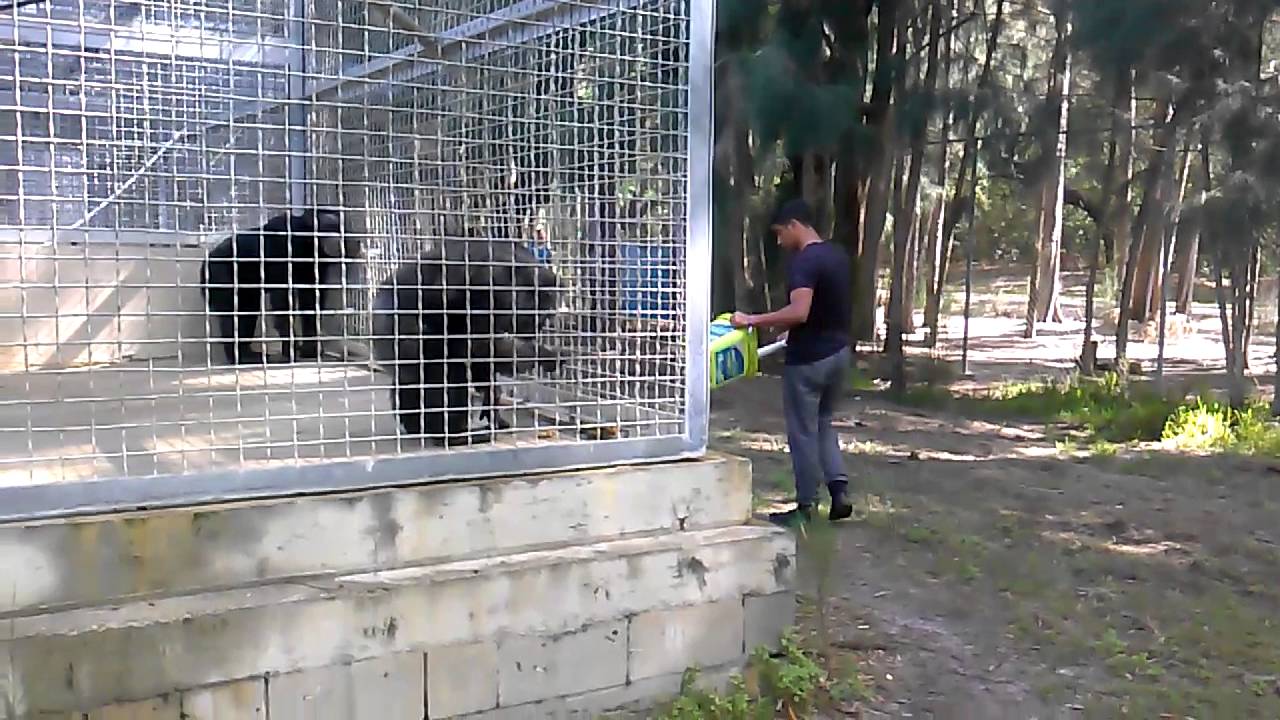 Michael at Chimp Farm 2015 - YouTube