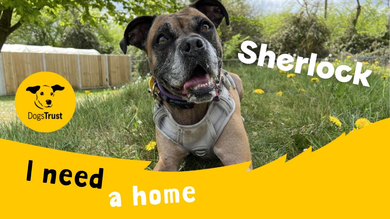 Sherlock the brilliant Boxer | Dogs Trust Snetterton - YouTube