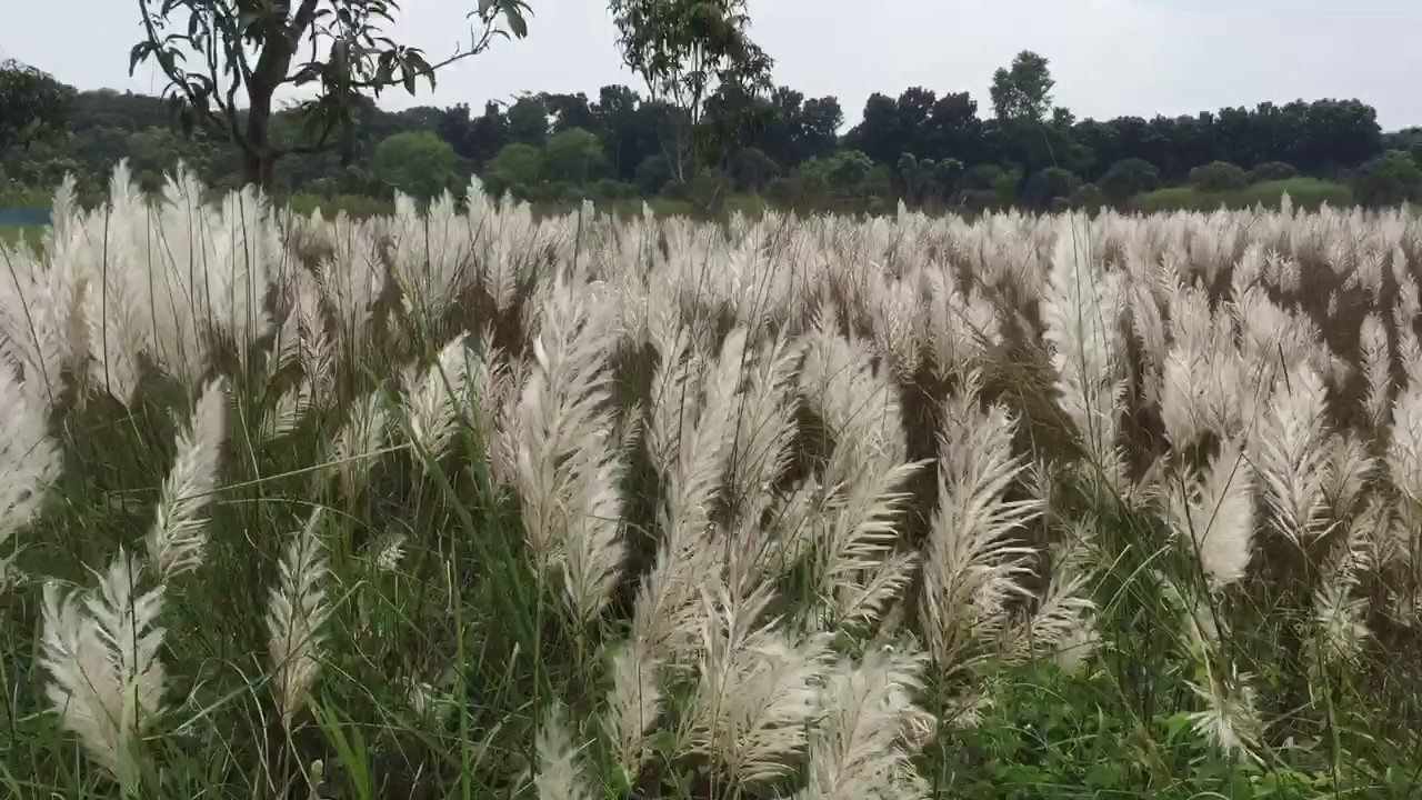 Kash bagan and banana trees - YouTube