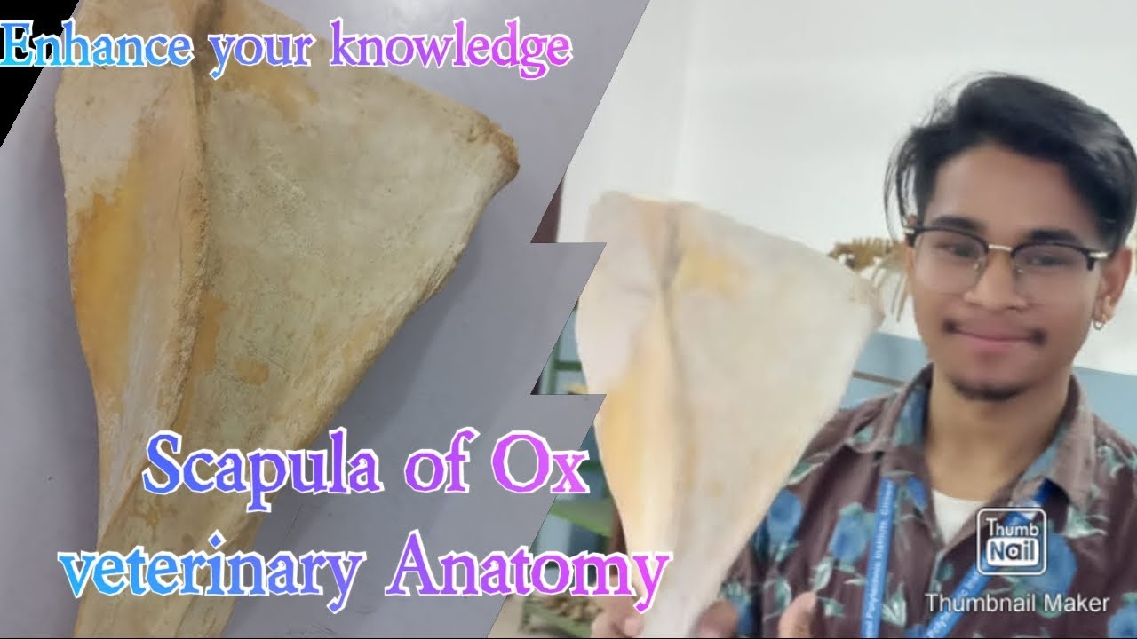 Scapula of Ox. veterinary students ♥️ - YouTube