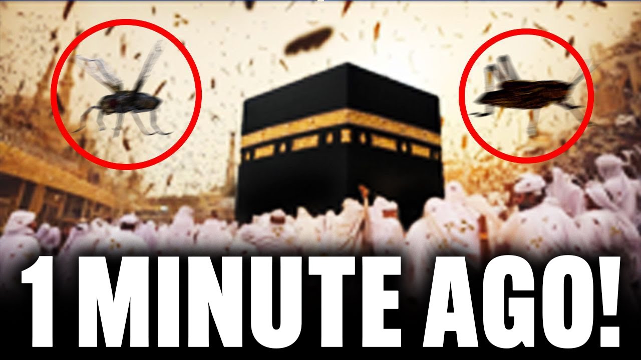 HUGE Insects INVADE Kaaba in Mecca and TERRIFIES Everybody! - YouTube