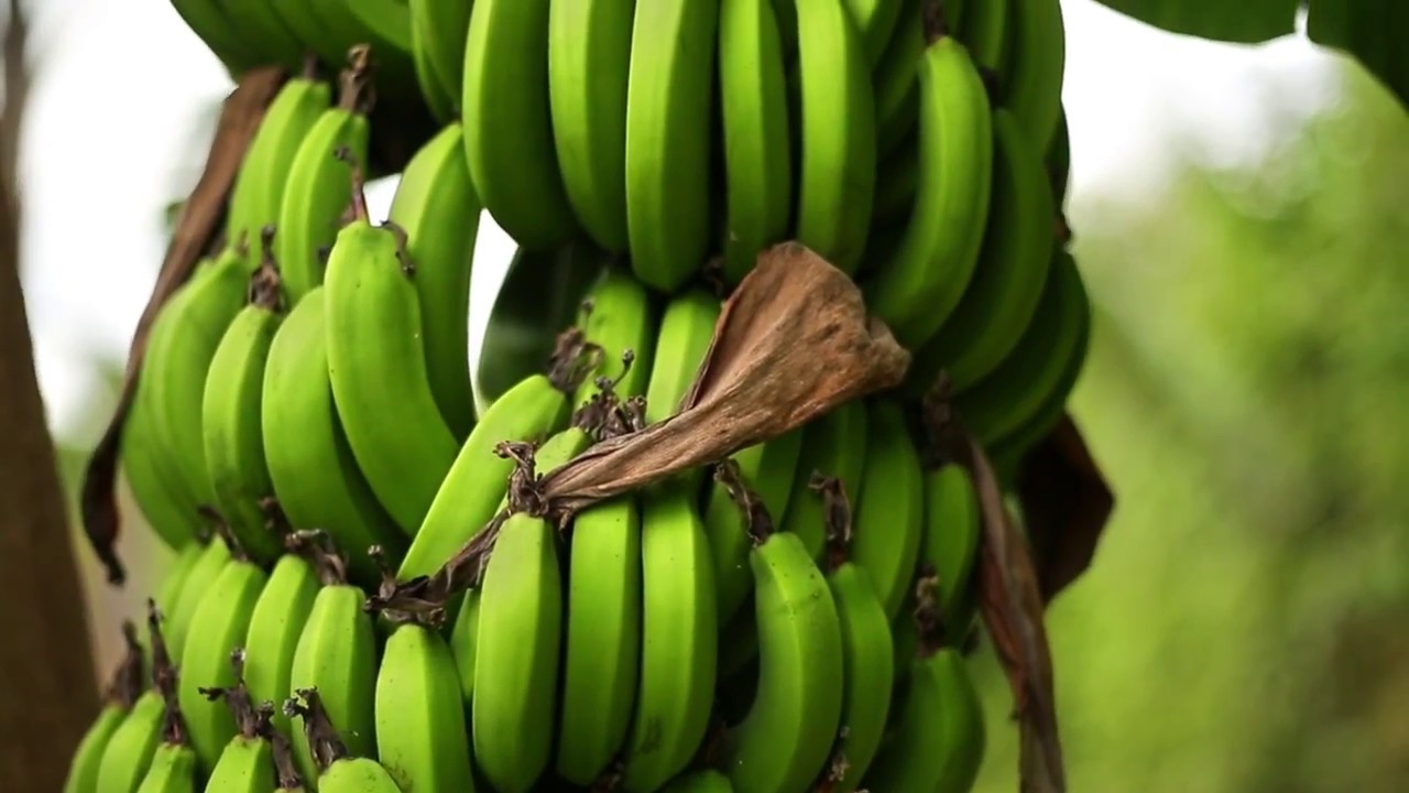 Action On The Ground Banana Trial - YouTube