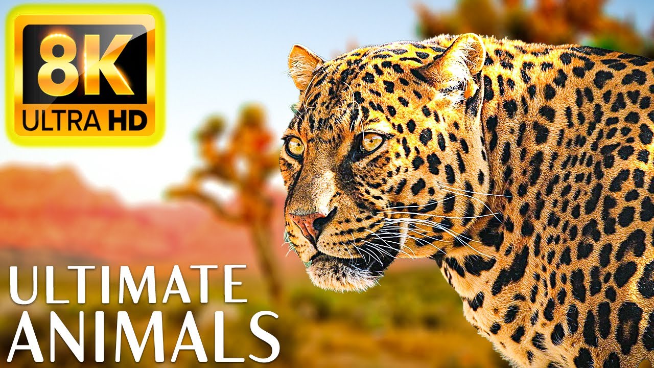 Ultimate Wild Animals Collection in 8K ULTRA HD - Relaxation Film with ...